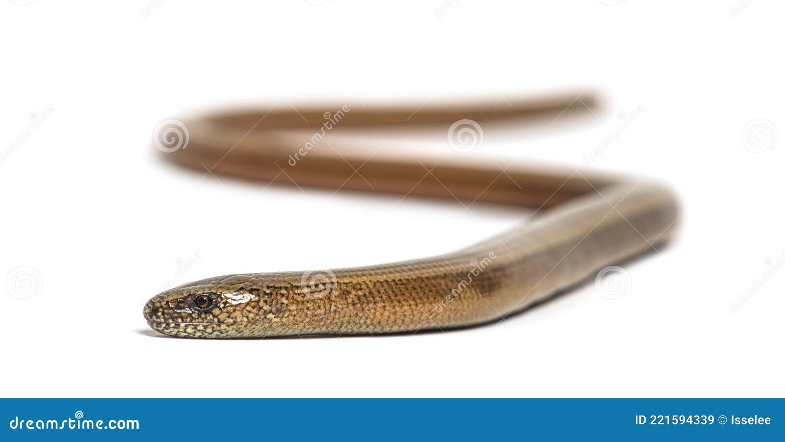 Slowworm, Anguis Fragilis Legless Lizard Also Called Blindworm Or ...