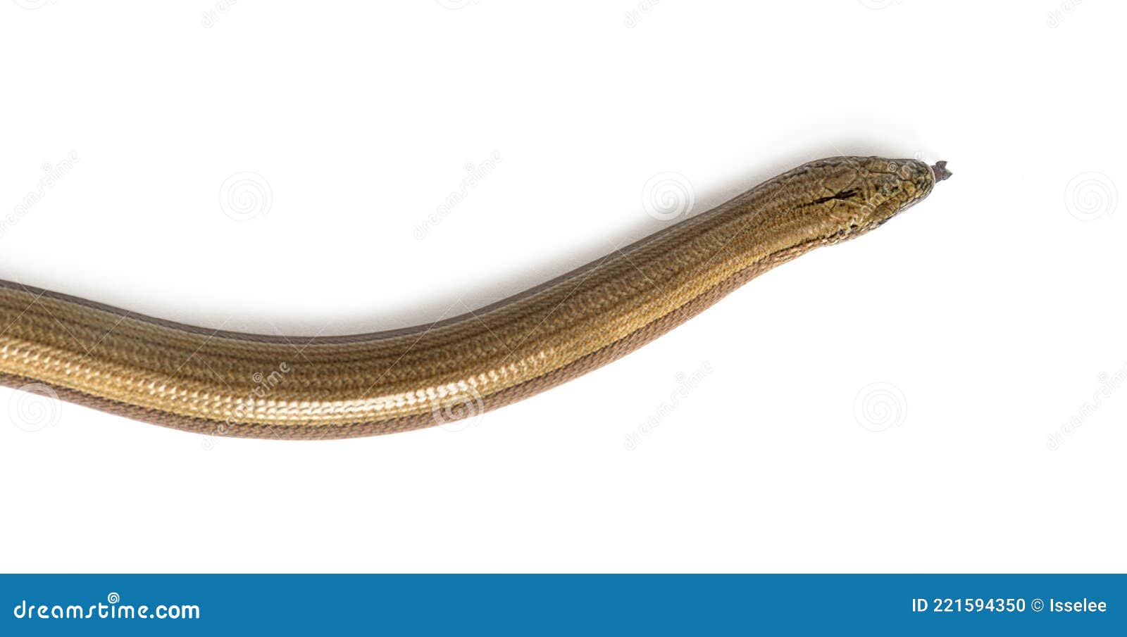 Slowworm, Anguis Fragilis Legless Lizard Also Called Blindworm Or ...