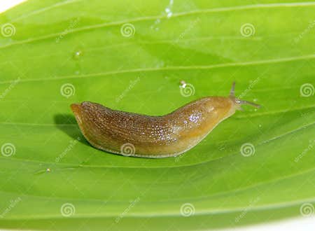 Slug stock photo. Image of leaf, slime, insect, slug, detail - 8318