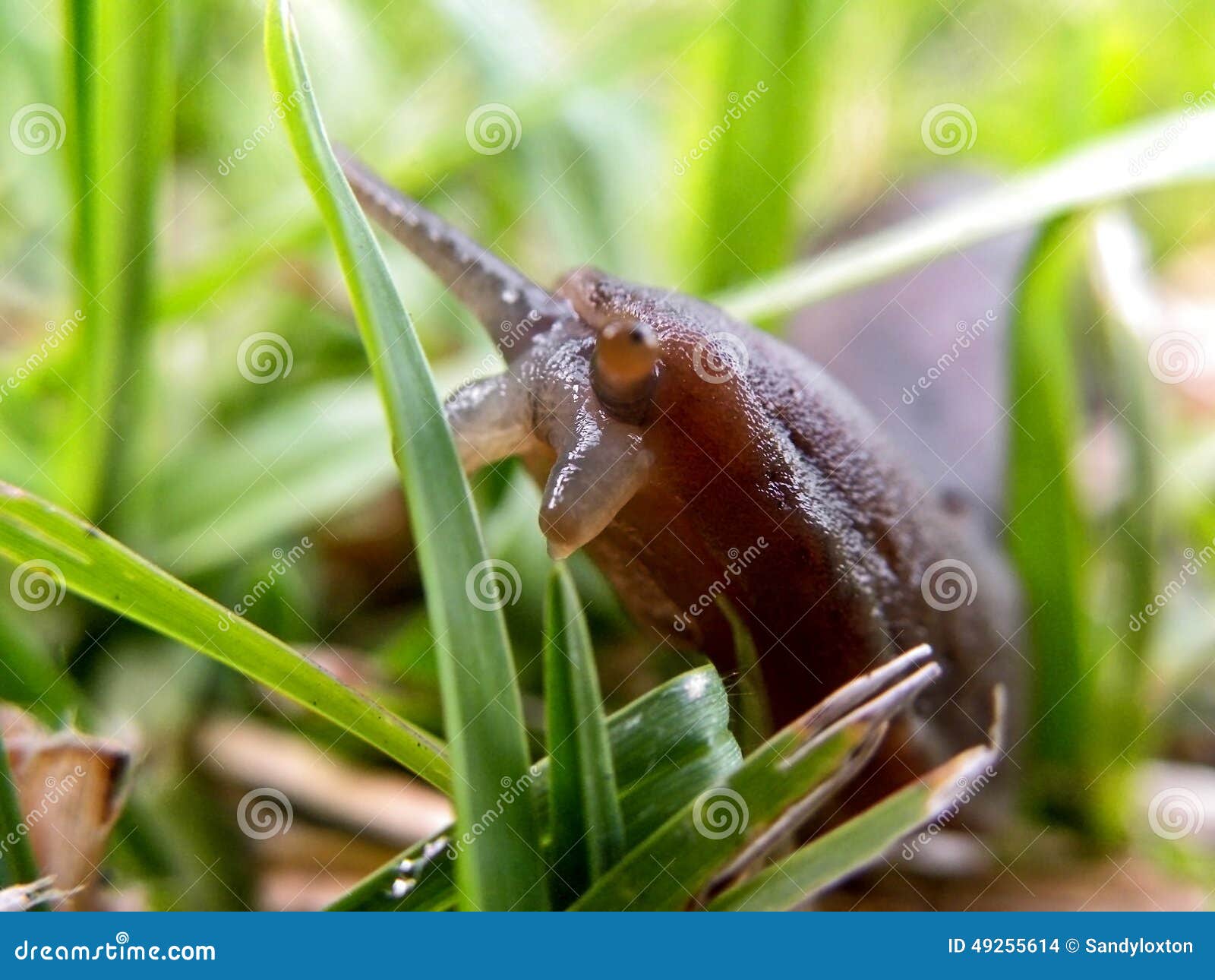 274 Africa Slug Stock Photos - Free & Royalty-Free Stock Photos from ...