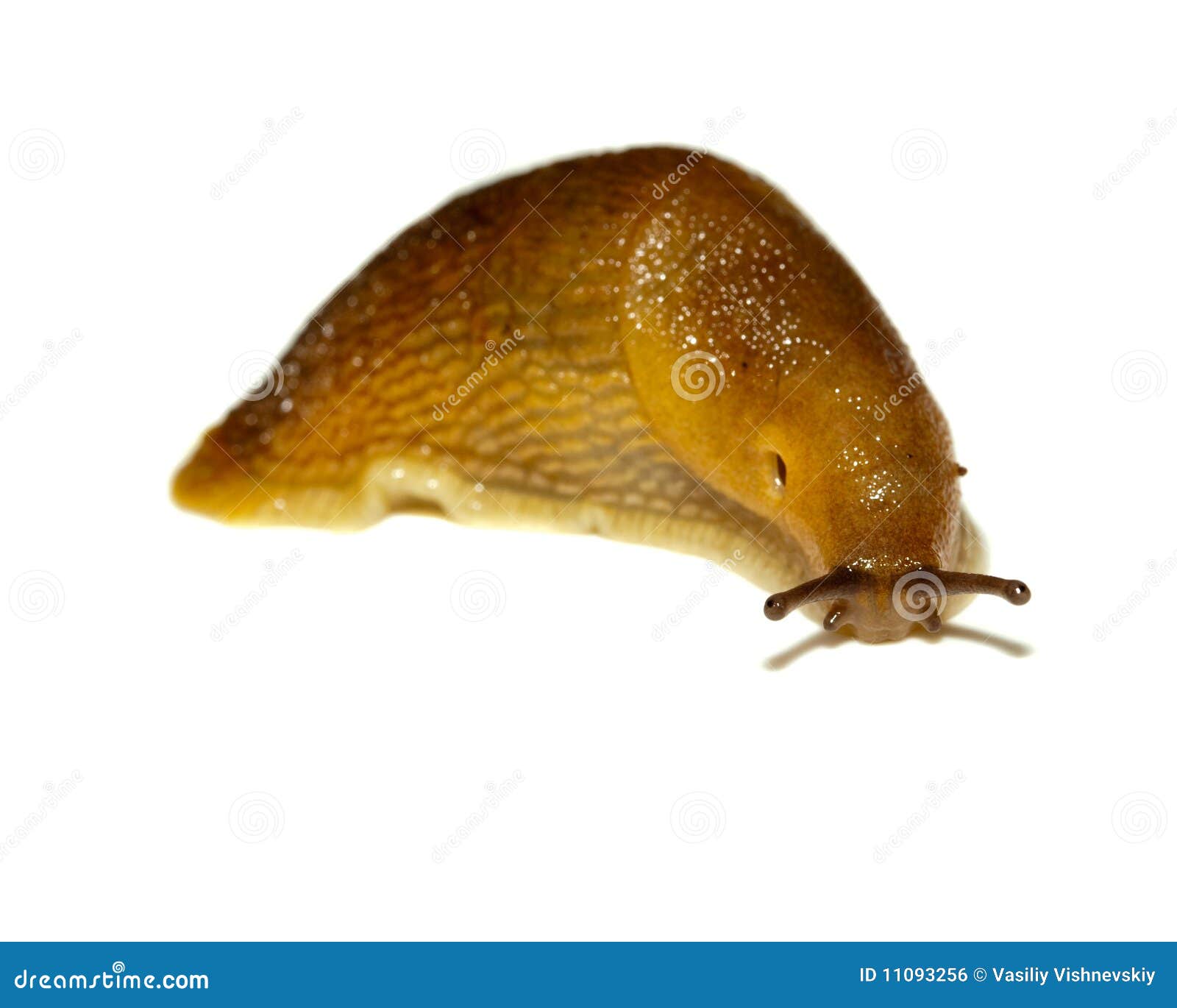 Slug stock photo. Image of white, isolated, single, nature - 11093256