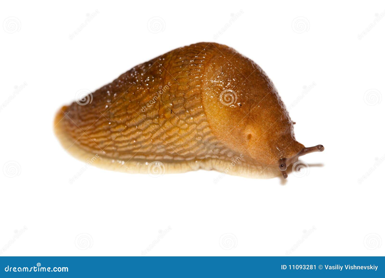 Slug stock image. Image of gymnomorpha, isolated, invertebrate - 11093281