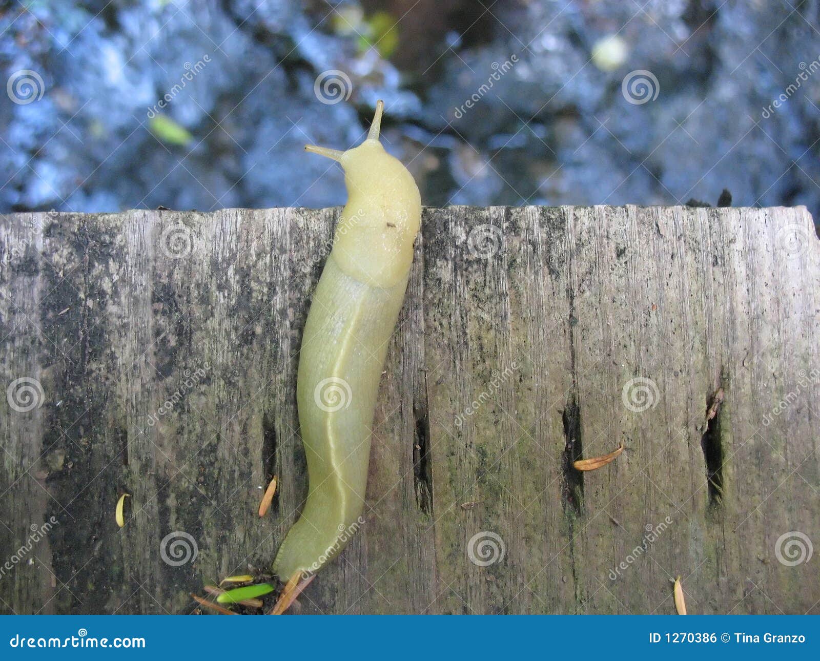 Slug stock photo. Image of slug, slimy, woods, reptiles - 1270386