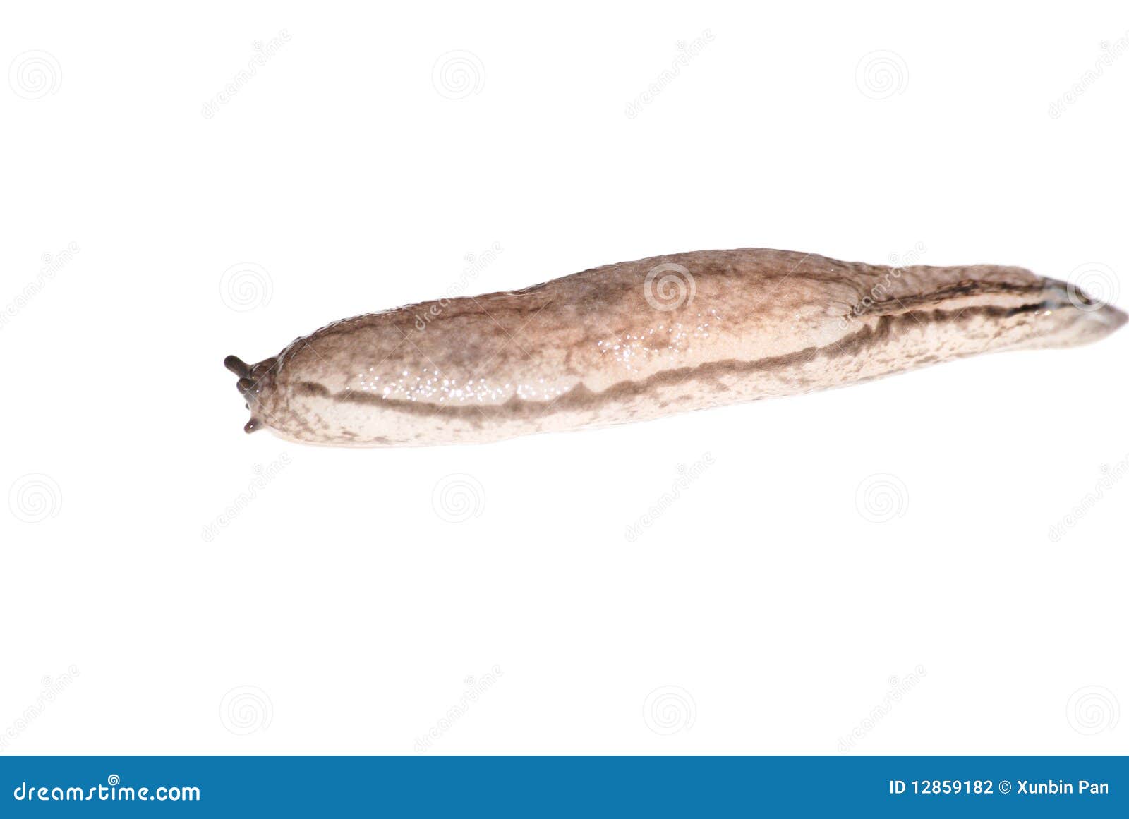 Disgusting Slug On Mushrooms. Harmless To Humans, Dangerous To ...