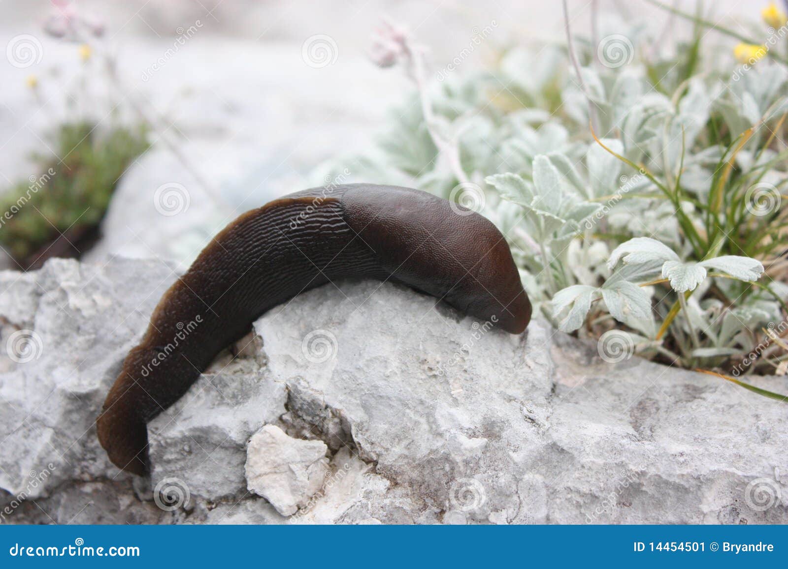 Slug stock image. Image of nature, clouds, rock, slug - 14454501