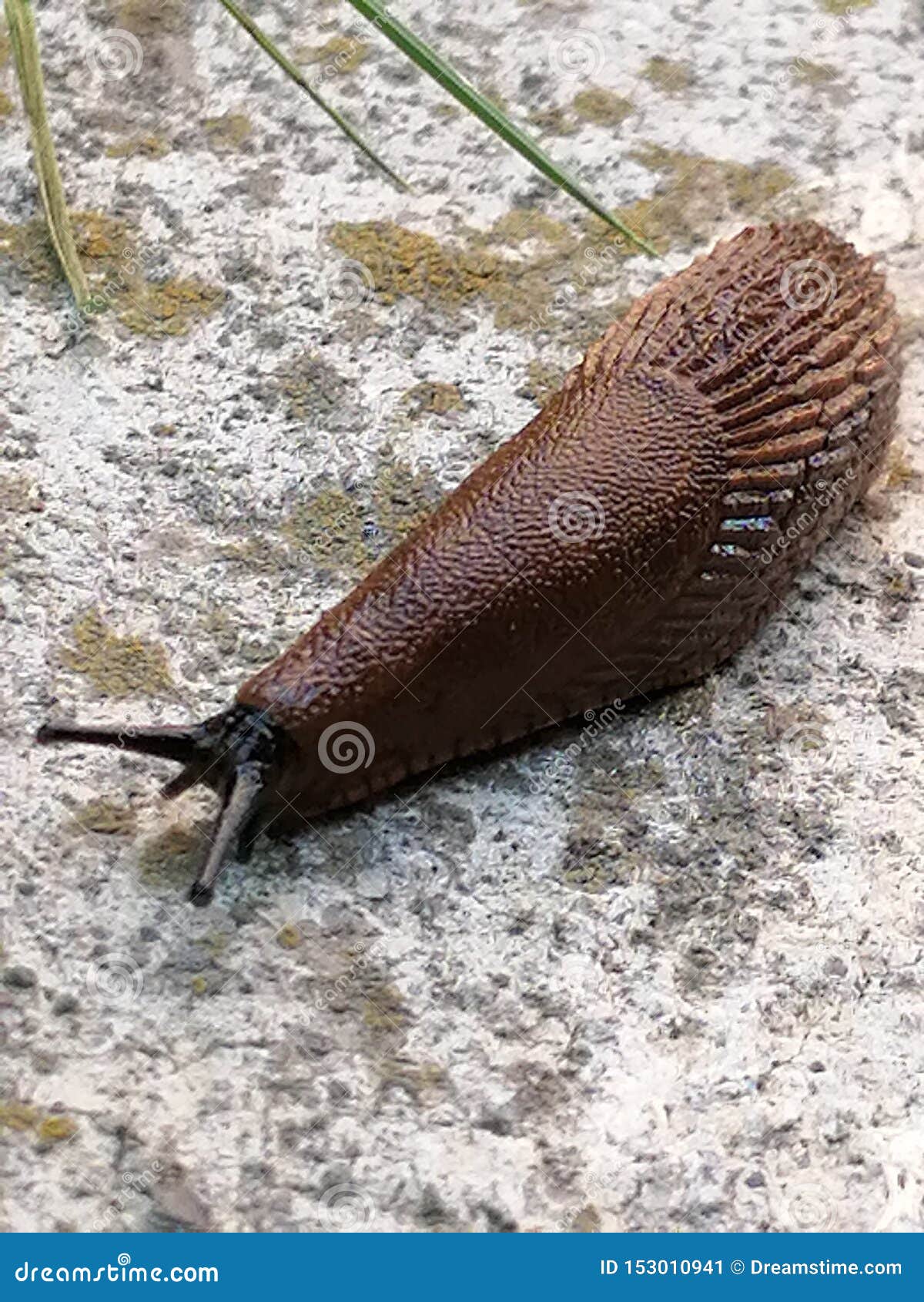 Slug stock image. Image of trip, slug, boown, small - 153010941