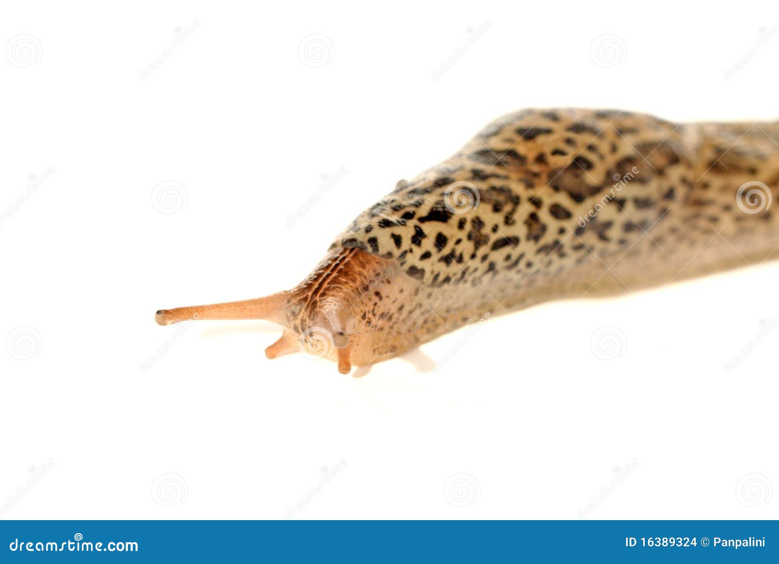 Slug stock photo. Image of background, antenna, object - 16389324