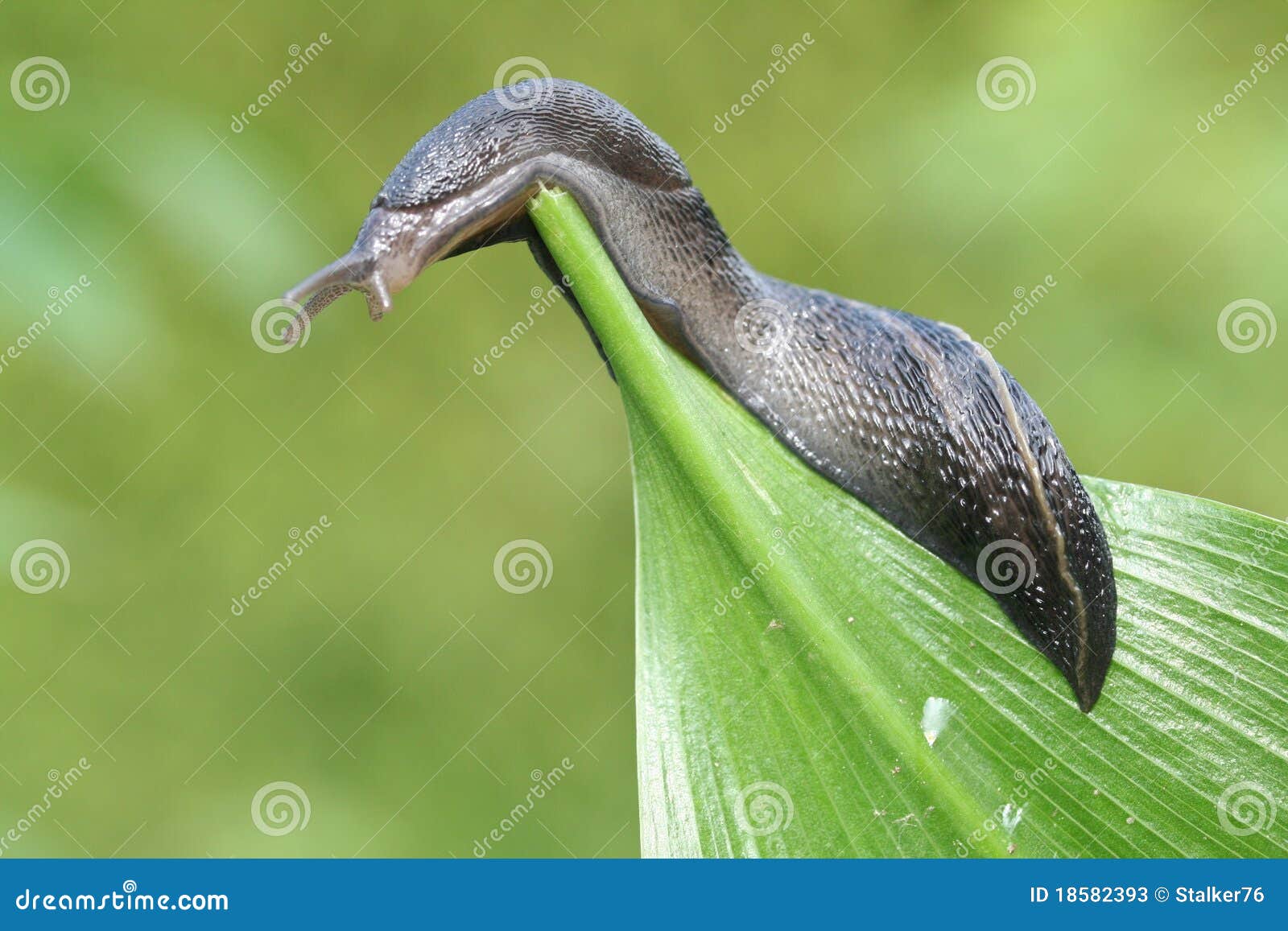 Slug stock image. Image of cool, light, interesting, background - 18582393