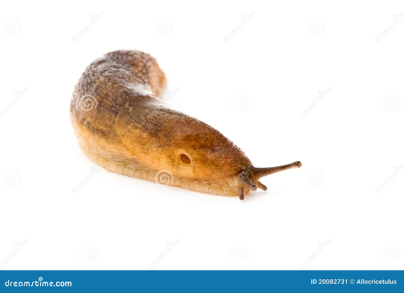 Slug stock image. Image of horn, animal, slide, sluggish - 20082731