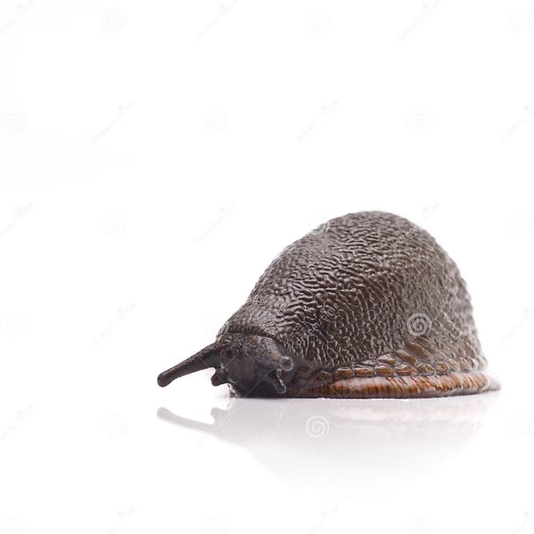 Slug stock photo. Image of biology, amoeboid, mollusc - 5391254