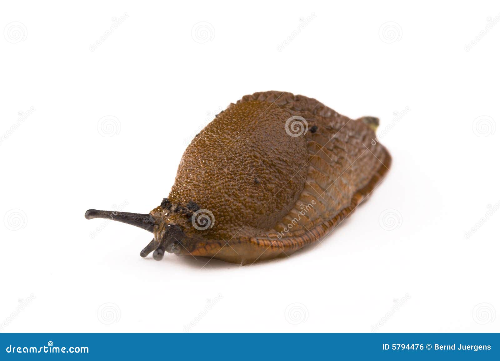 Slug stock photo. Image of wildlife, background, arionidae - 5794476