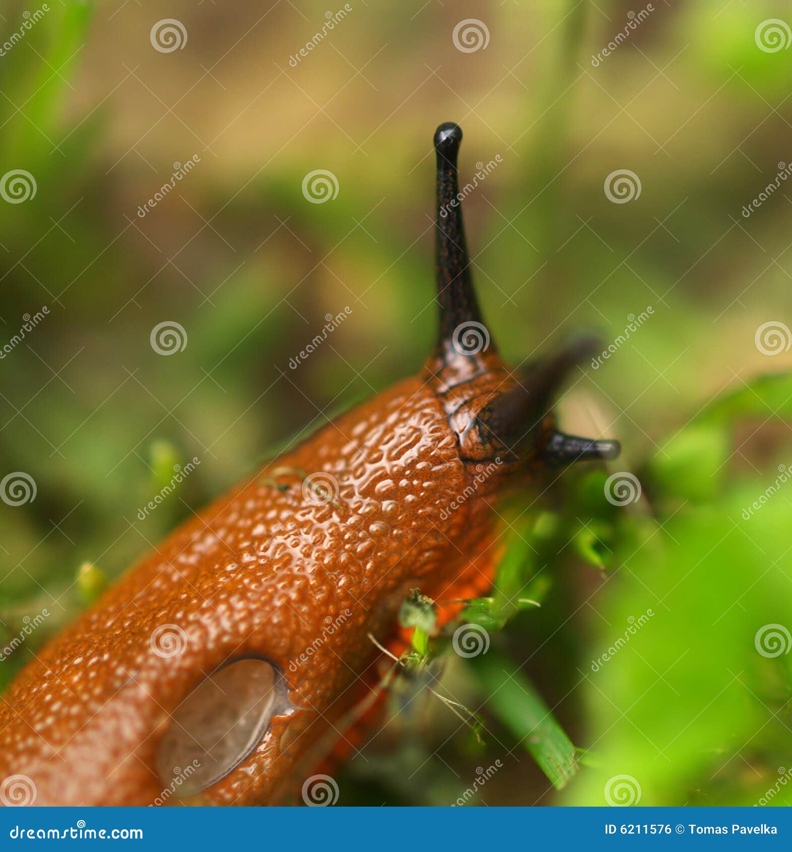Slug stock photo. Image of reptile, crawl, nature, green - 6211576