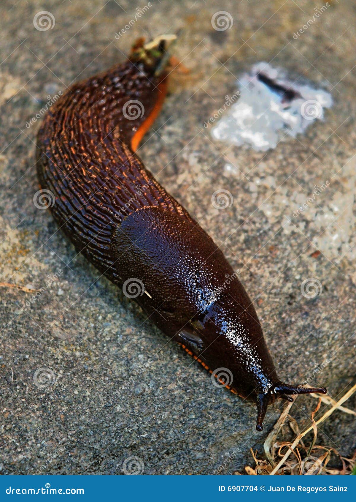 A slug stock photo. Image of slimy, horns, slide, repugnant - 6907704