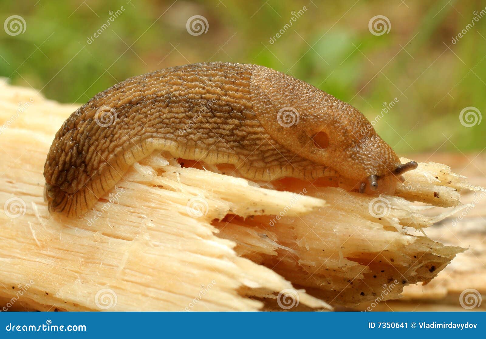 Slug stock image. Image of nature, animal, macro, creep - 7350641