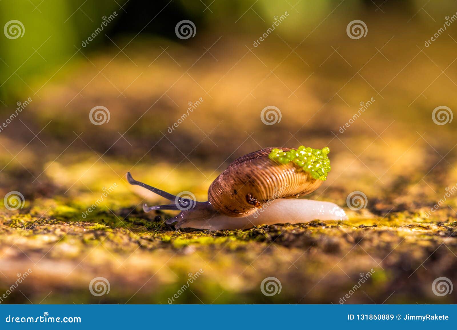 A Slug with Algae on the Shell from the Side on the Ground Stock Image ...