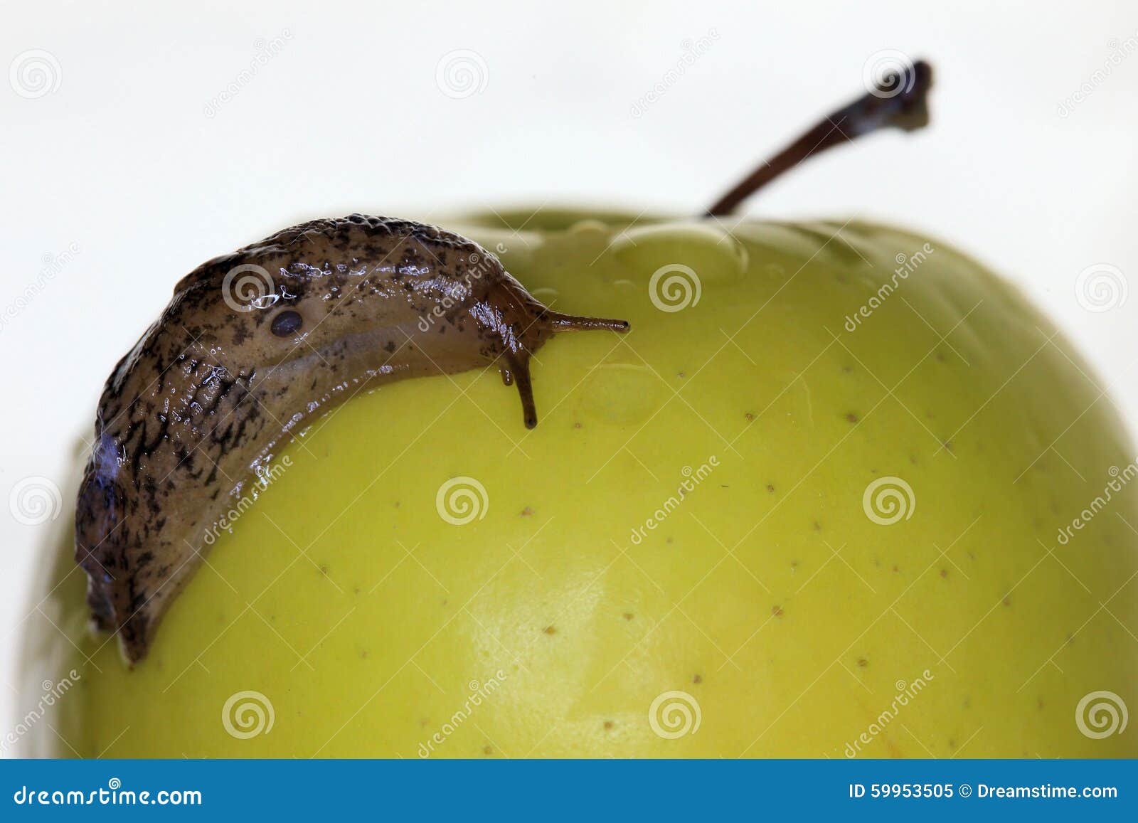 Slug on Apple stock image. Image of green, macro, garden - 59953505