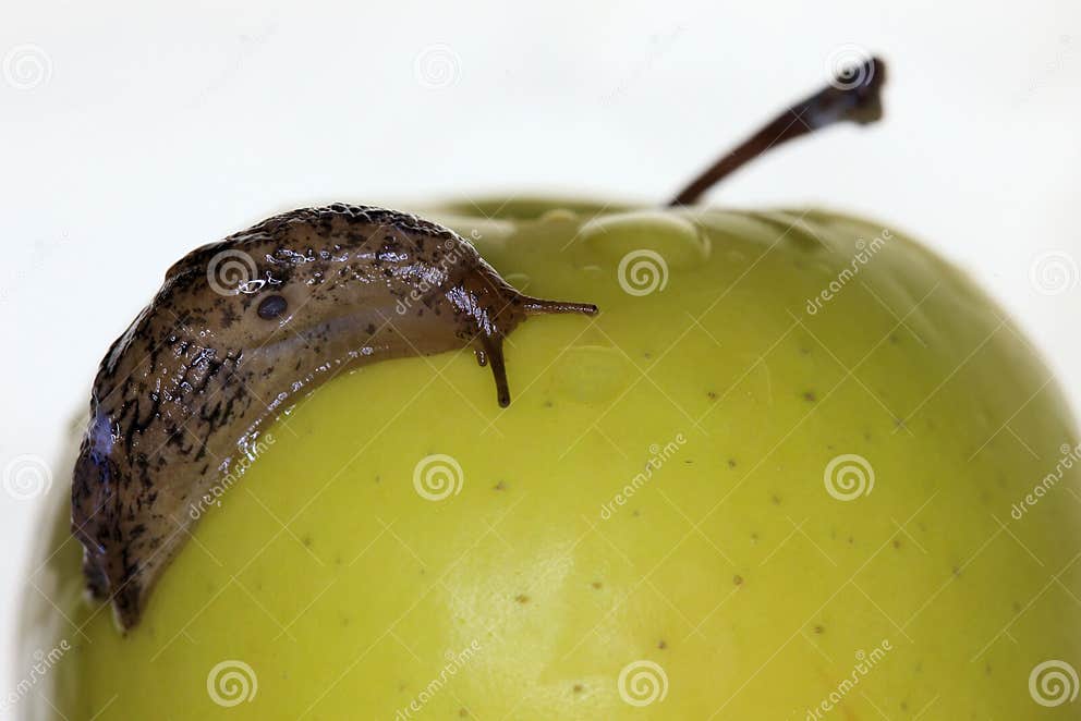 Slug on Apple stock image. Image of green, macro, garden - 59953505