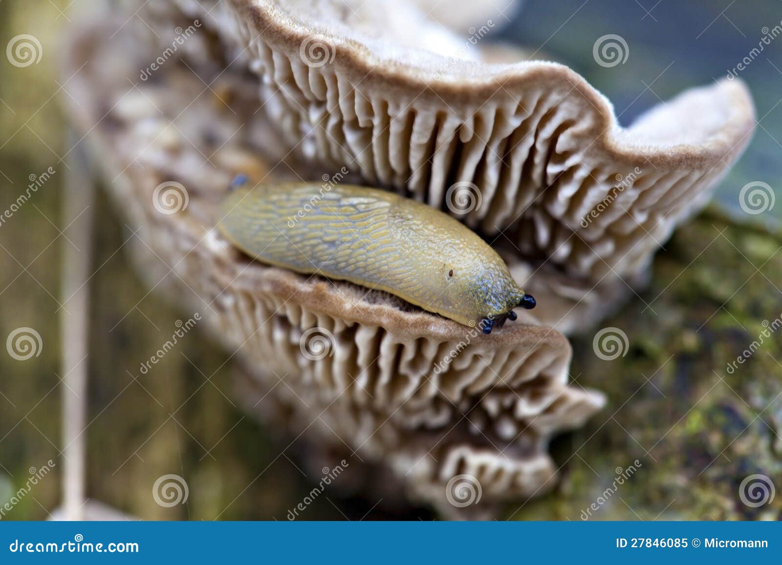 Slug - Arionidae - Food Intake Stock Image - Image of autumnal, closeup ...