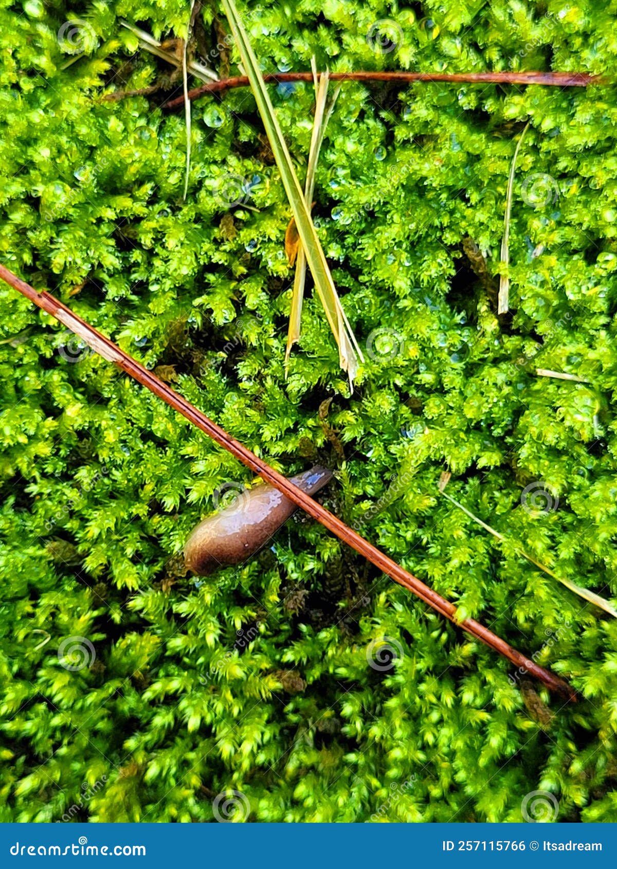 Slug on a bed of moss stock photo. Image of nature, produce - 257115766