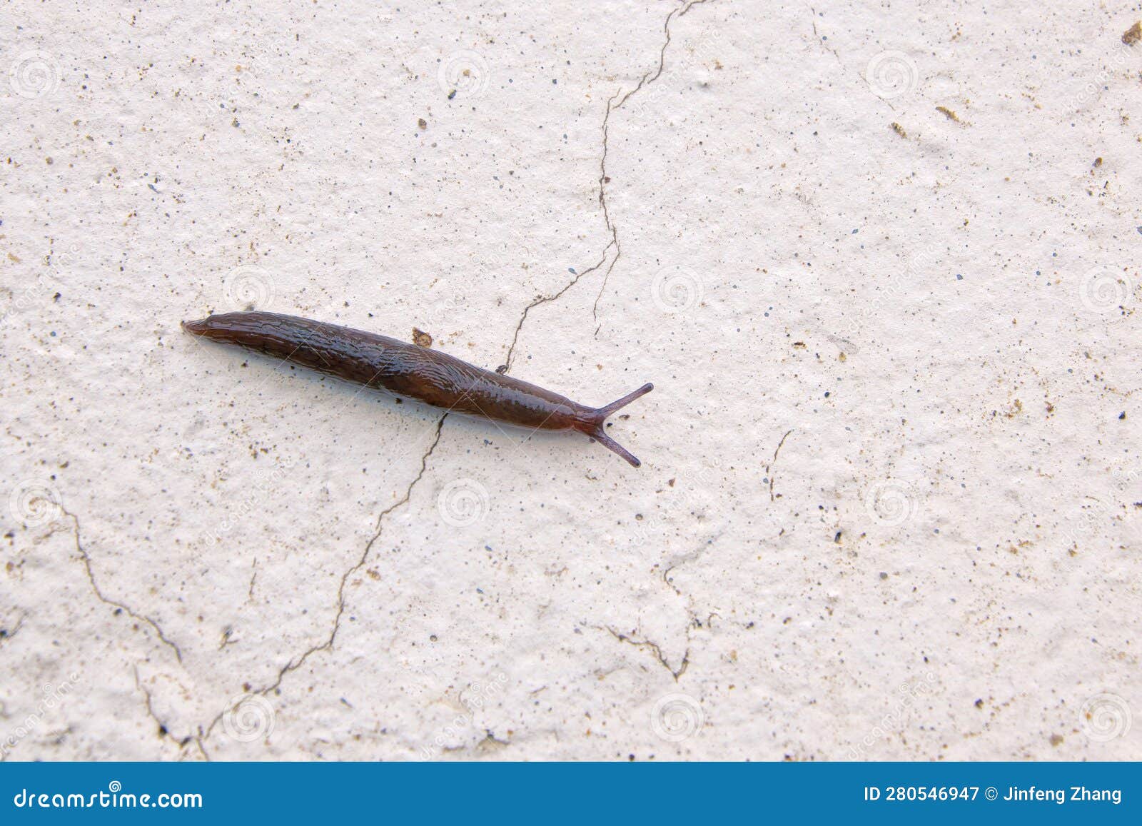 Slug stock image. Image of slug, wild, animal, animals - 280546947