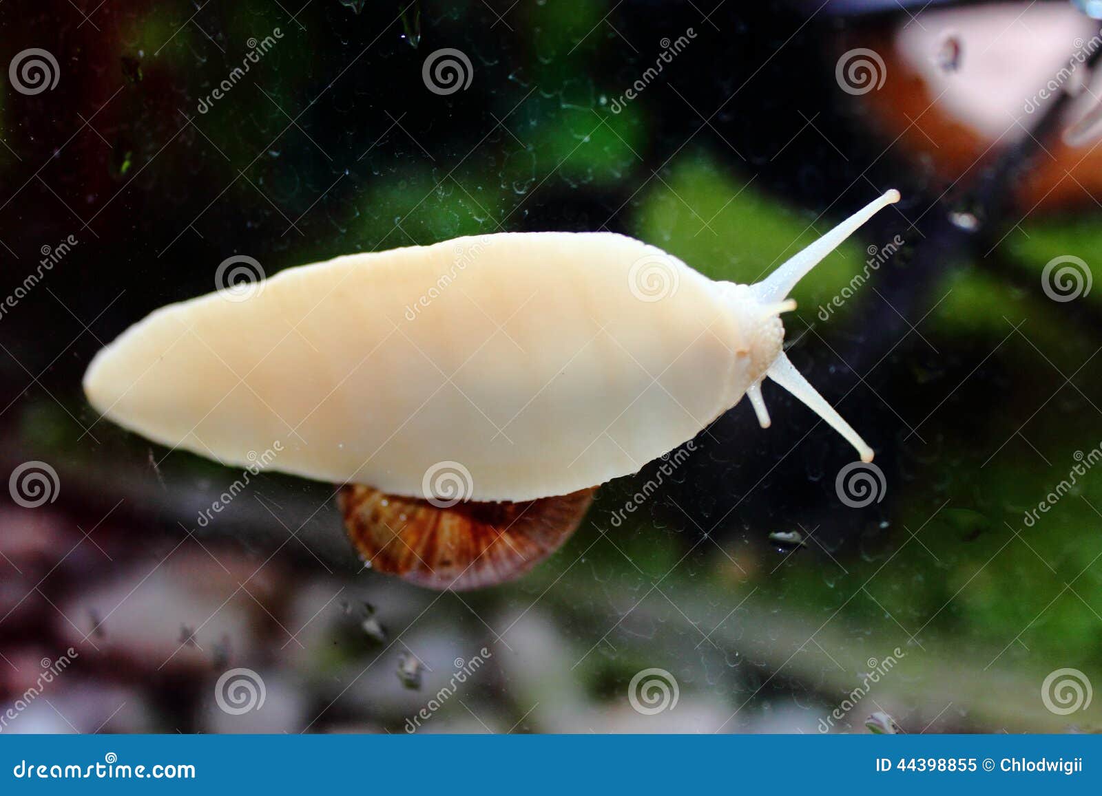 Slug stock image. Image of slow, bottom, view, creeping - 44398855