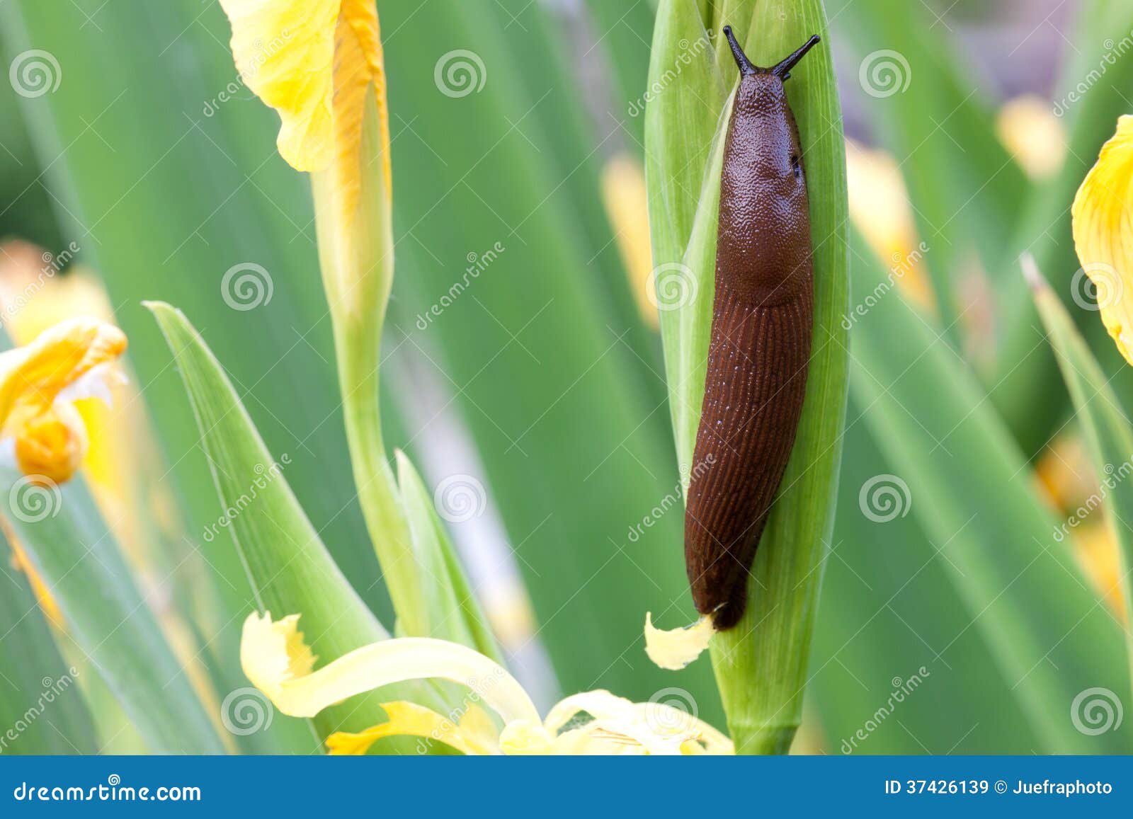 Disgusting Slug On Mushrooms. Harmless To Humans, Dangerous To ...