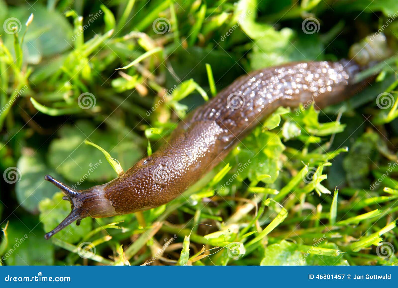 Slug stock image. Image of outdoors, grass, slug, green - 46801457