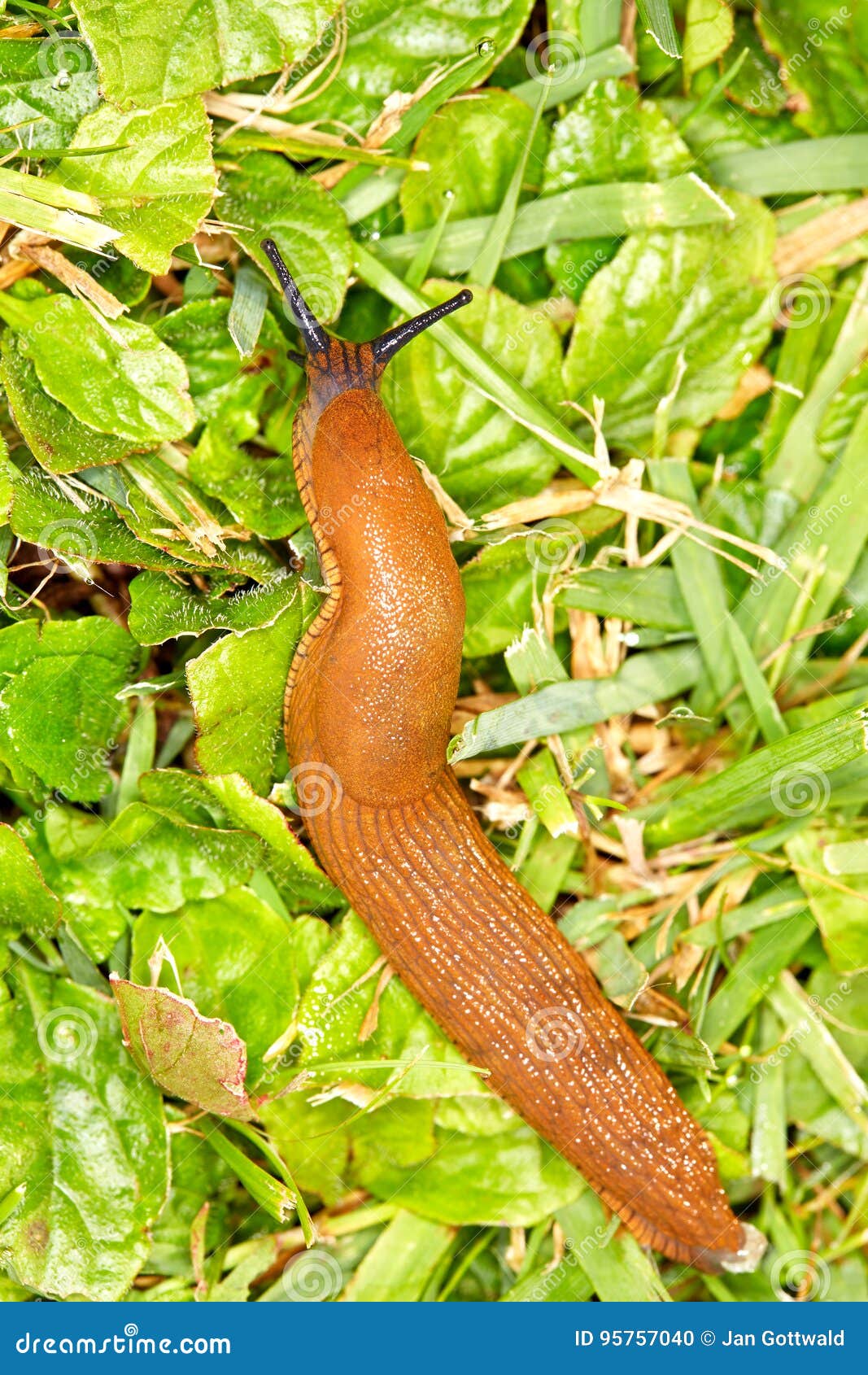 Slug stock photo. Image of small, slug, background, outdoors - 95757040