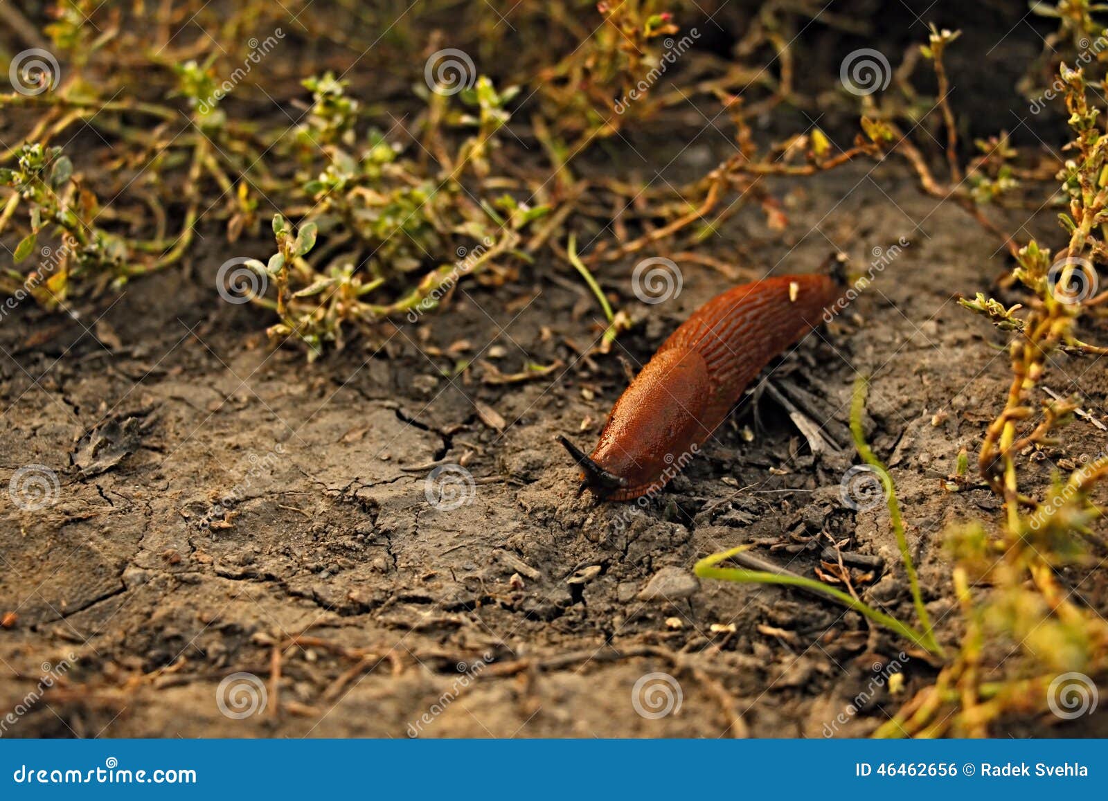 Slug stock photo. Image of fight, probe, invasion, gastropoda - 46462656