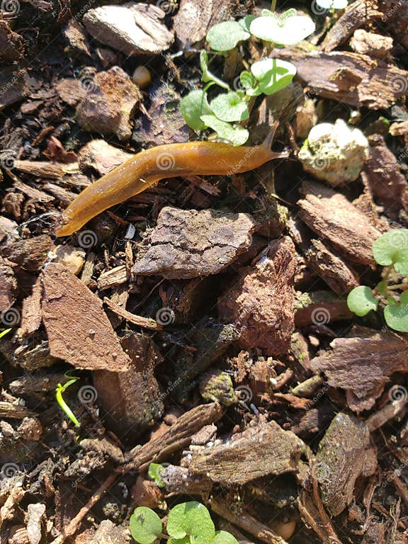Slug Bug Insect Nature Cool Stock Photo - Image of slug, cool: 171155412