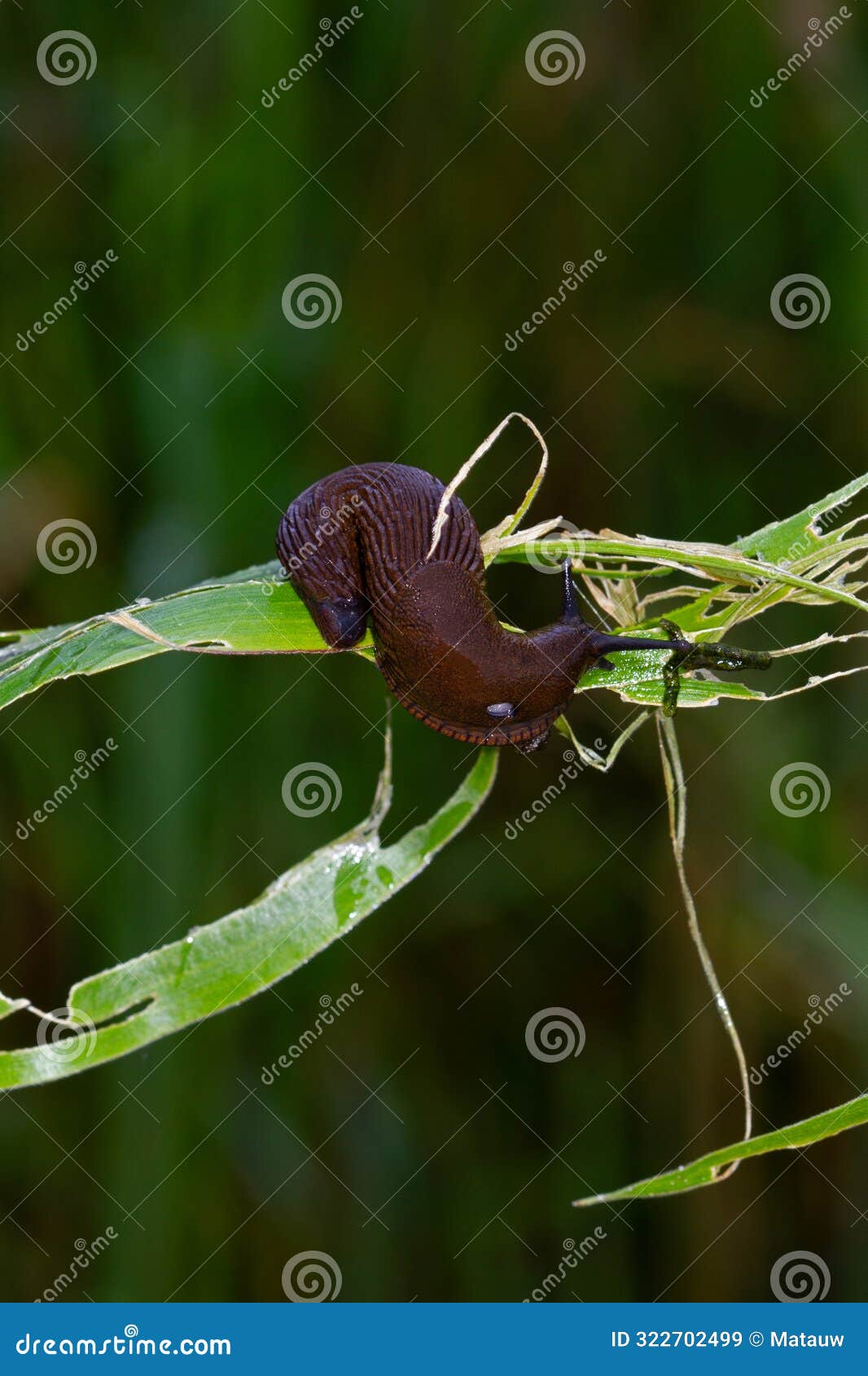 Slug damaging maize stock image. Image of pest, plague - 322702499
