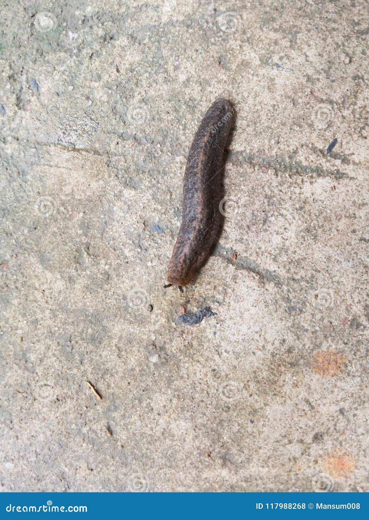 Slug on cement floor stock photo. Image of small, close - 117988268