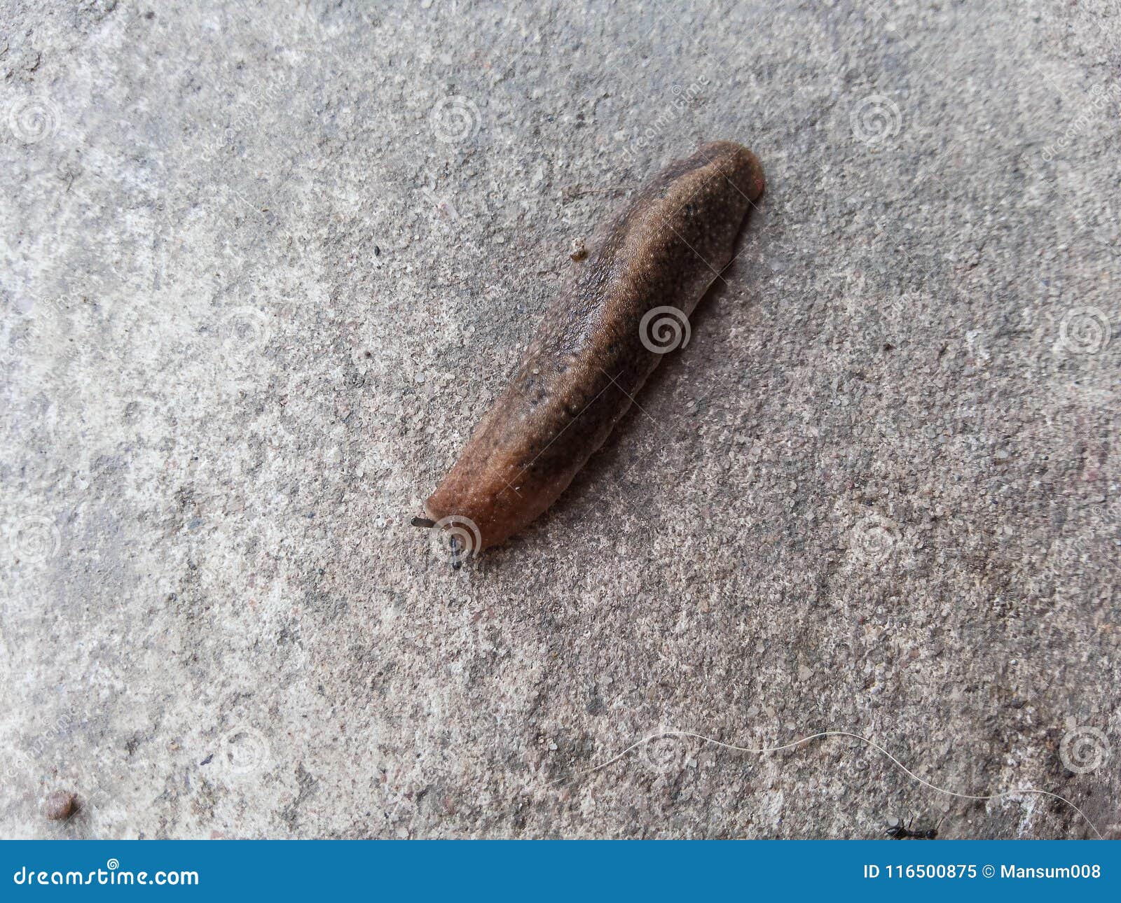 Slug on cement floors stock image. Image of dirty, small - 116500875