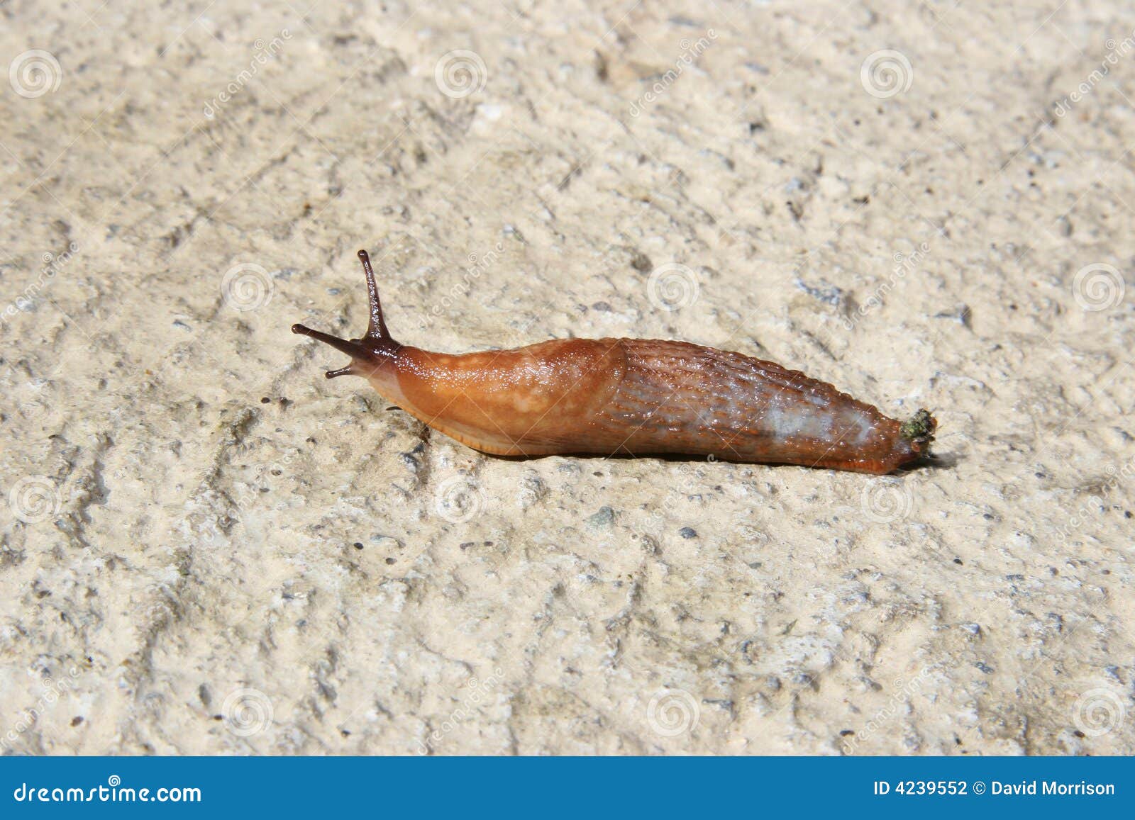 Slug with clipping path stock photo. Image of path, crawly - 4239552