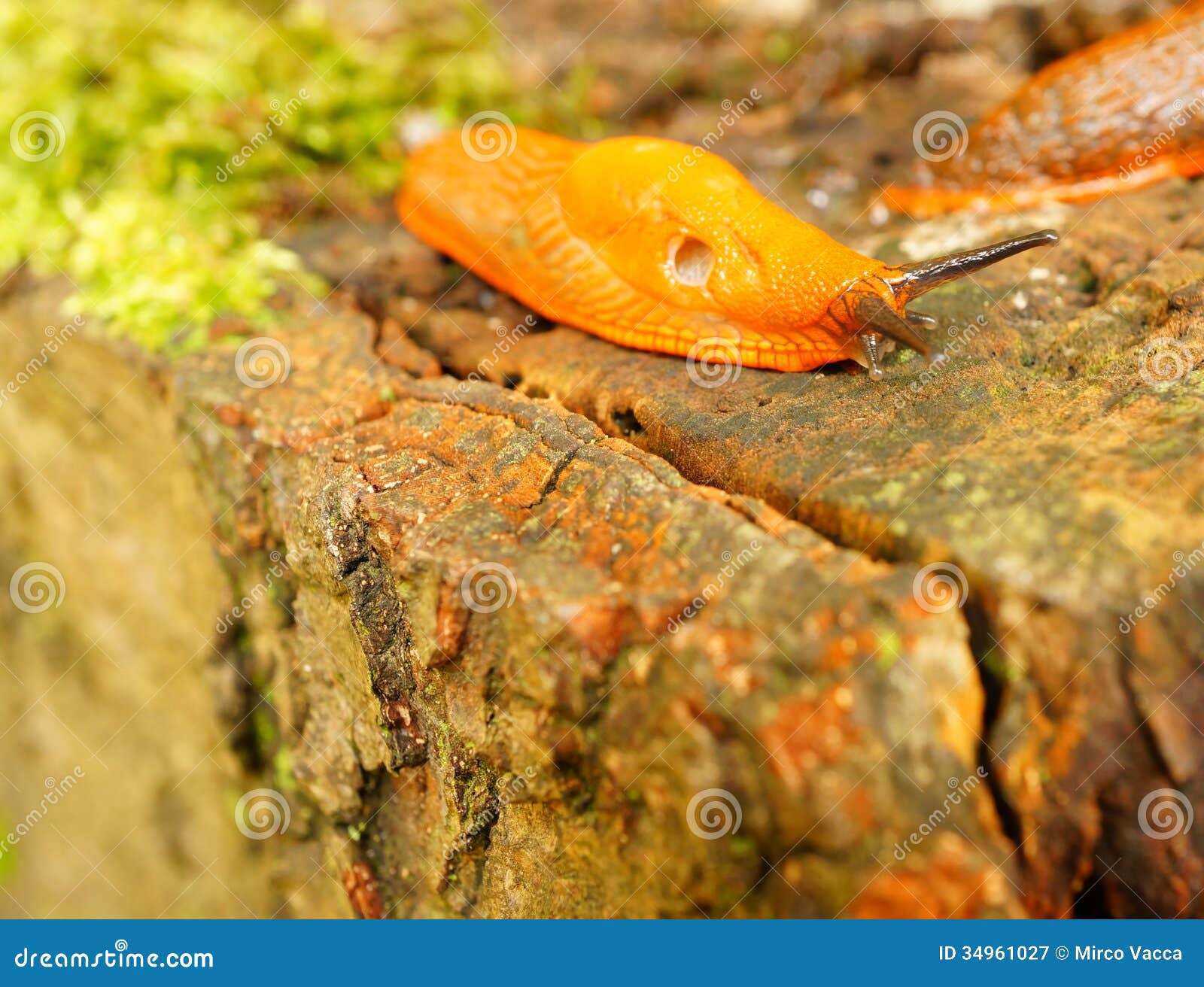 Slug close-up stock image. Image of outdoor, wildlife - 34961027