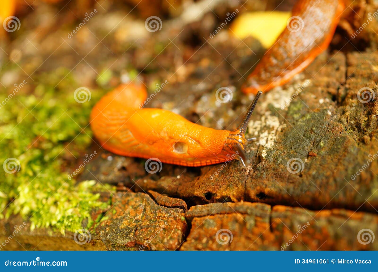 Slug close-up stock image. Image of snail, closeup, shellless - 34961061