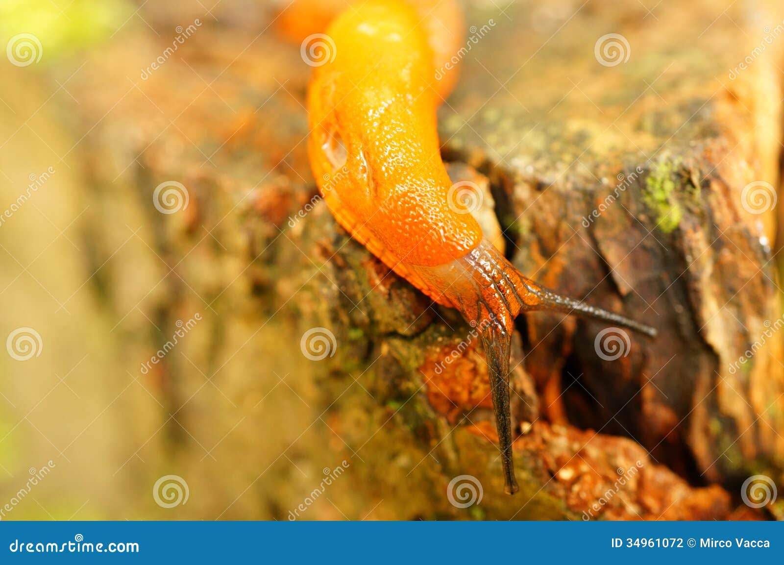Slug close-up stock photo. Image of natural, tree, brown - 34961072