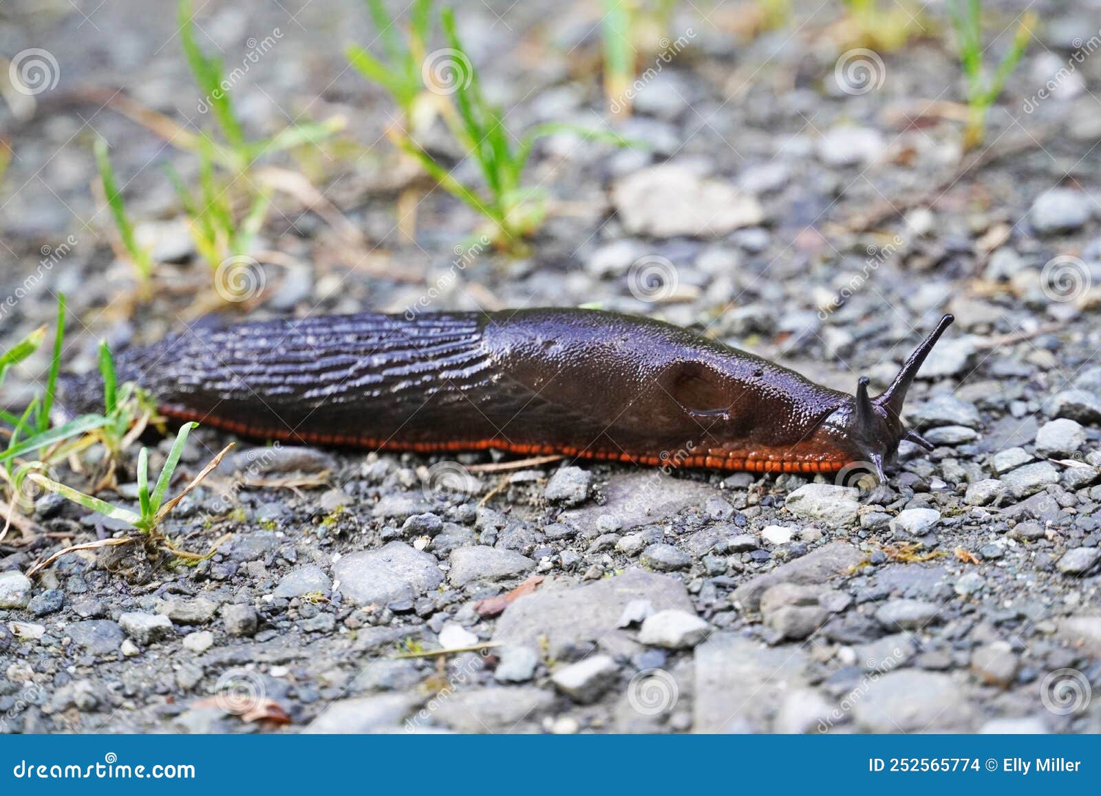 Slug in close-up stock photo. Image of slow, slippery - 252565774