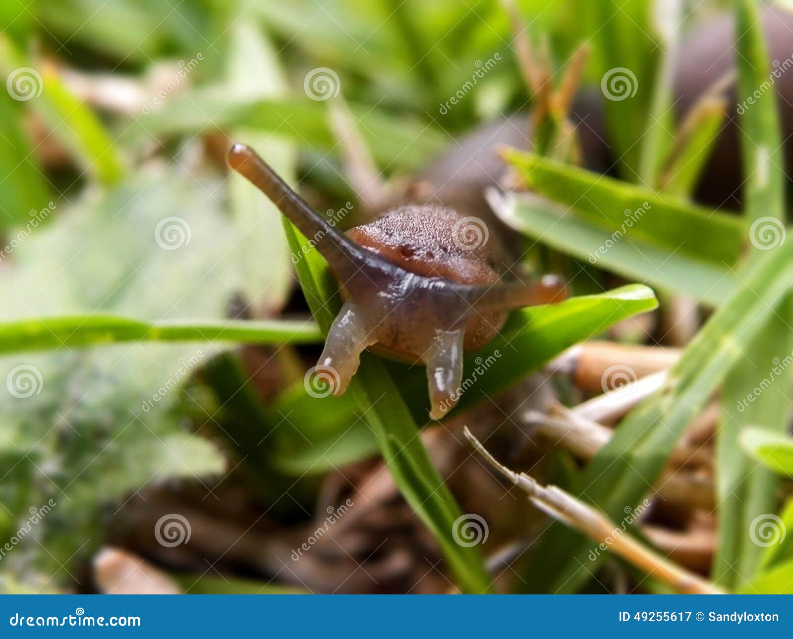 Slug 2 stock image. Image of crawling, garden, bugs, slugs - 49255617