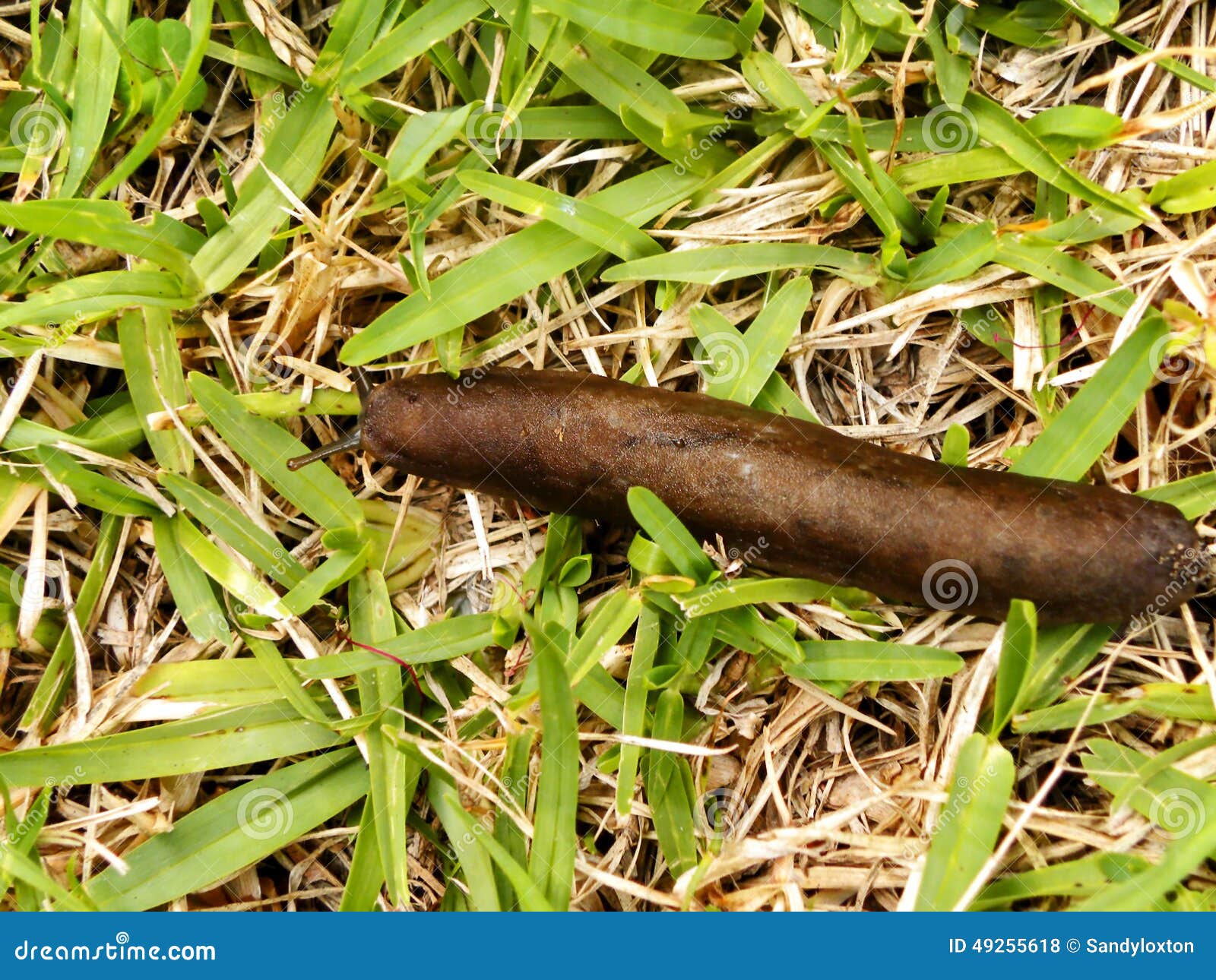 Slug 3 stock photo. Image of south, southern, crawling - 49255618