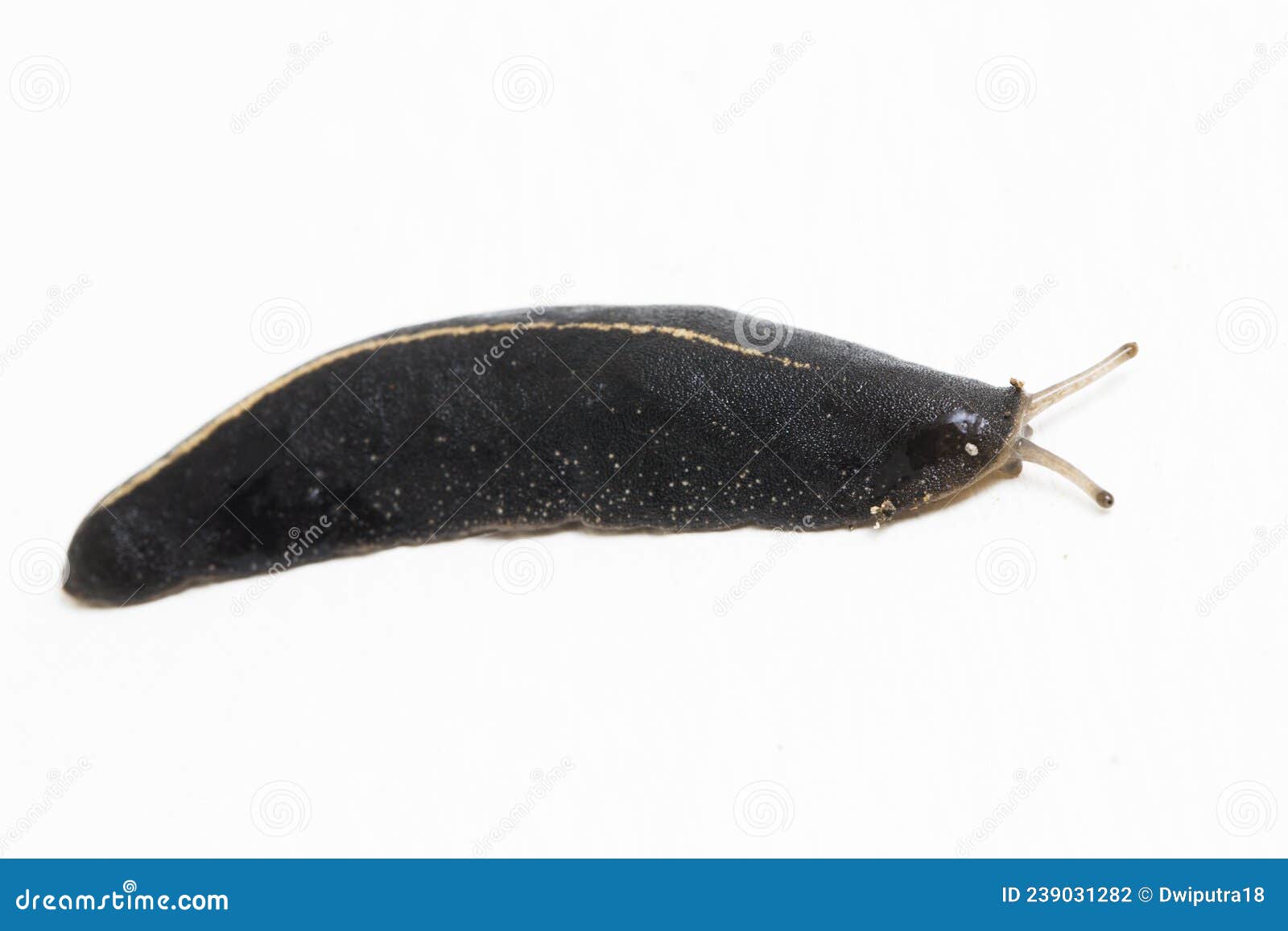 Slug or Common Slug on a White Background Stock Photo - Image of ...
