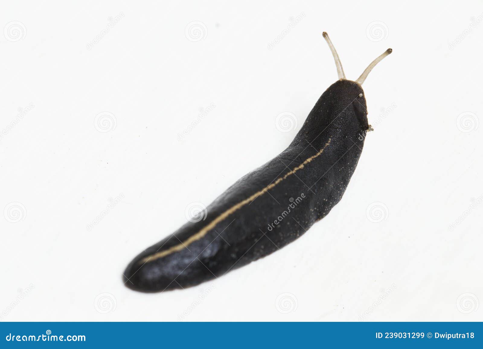 Slug or Common Slug on a White Background Stock Image - Image of garden ...