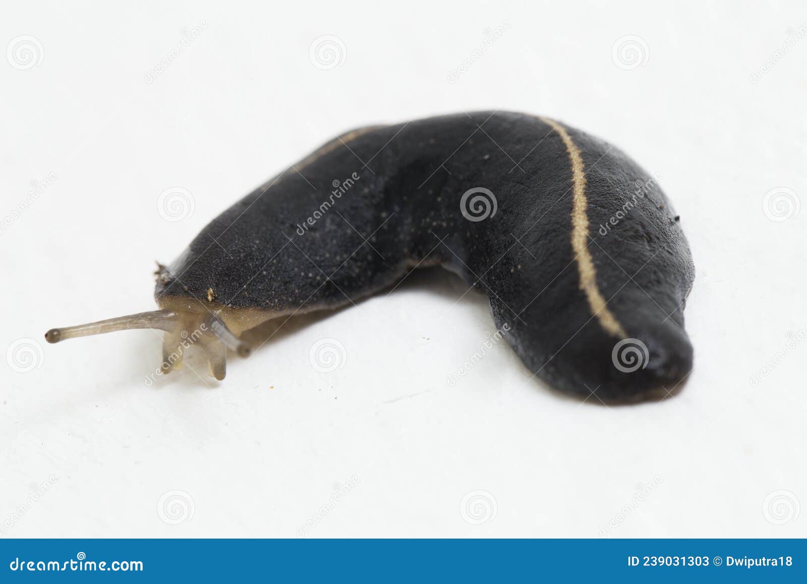 Slug or Common Slug on a White Background Stock Image - Image of ...