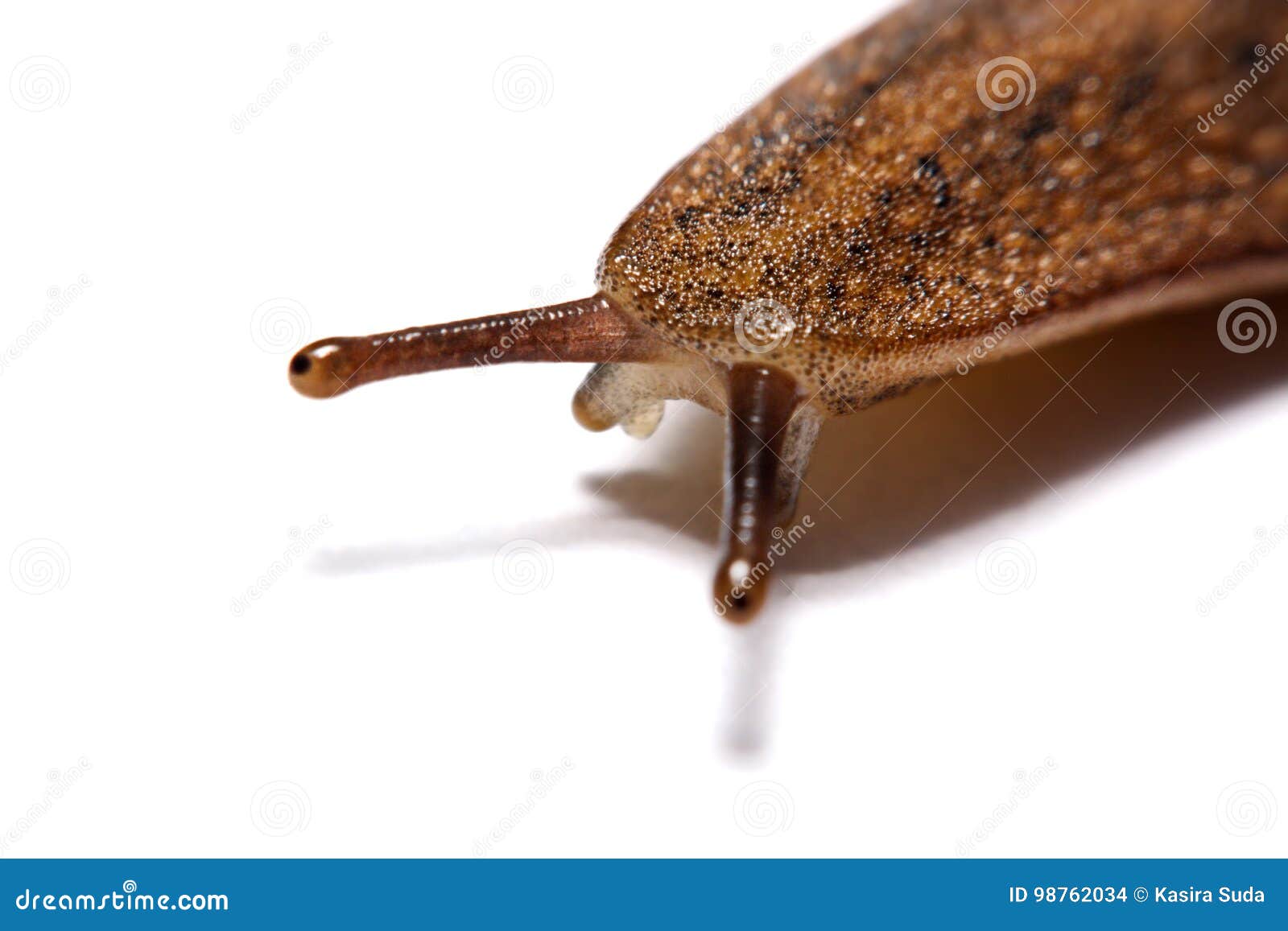 Slug Land Slug Isolated On White Background. Royalty-Free Stock Photo ...