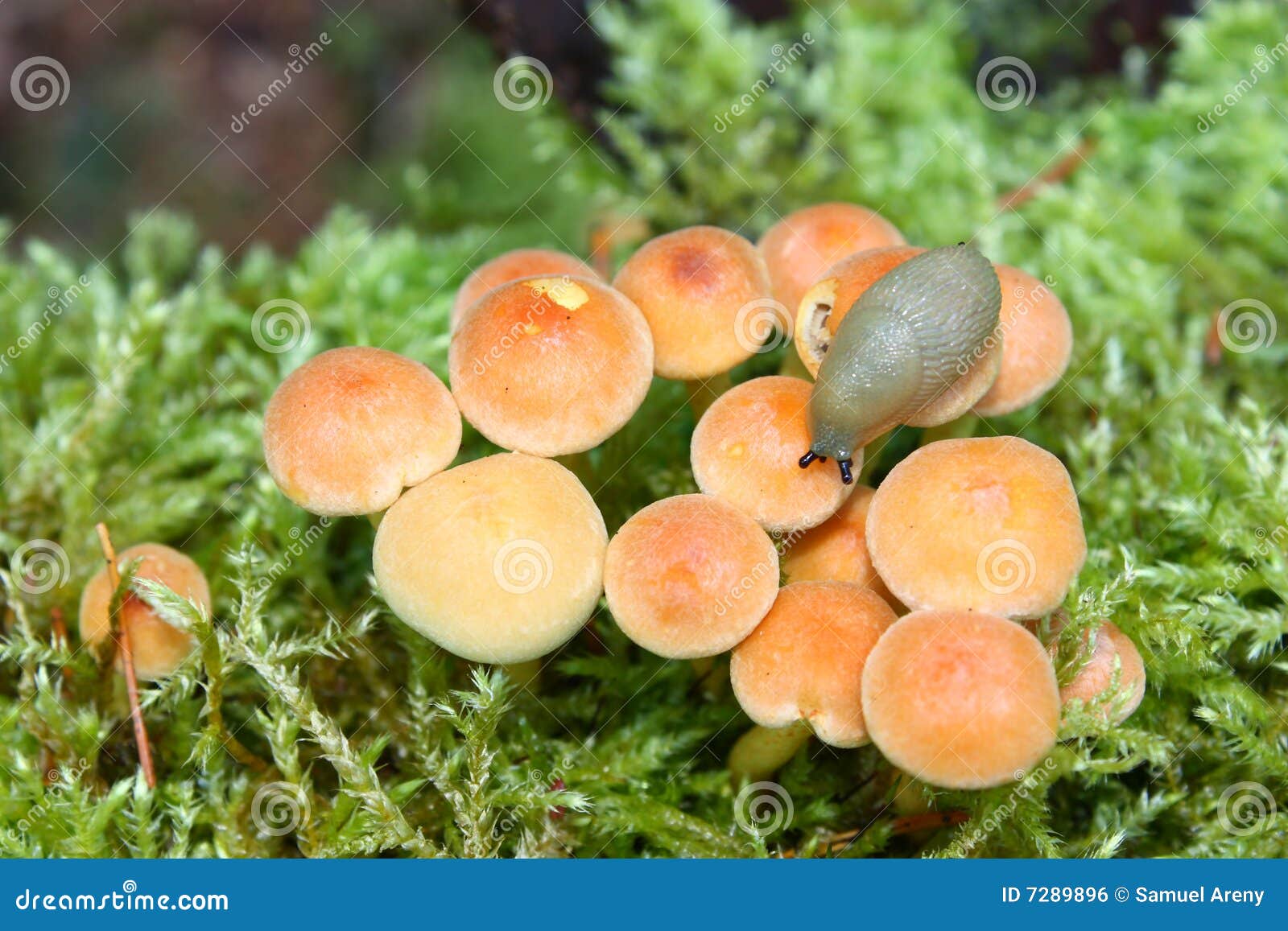 Slug on Conifer Tuft Mushroom Stock Photo - Image of slug, wildlife ...