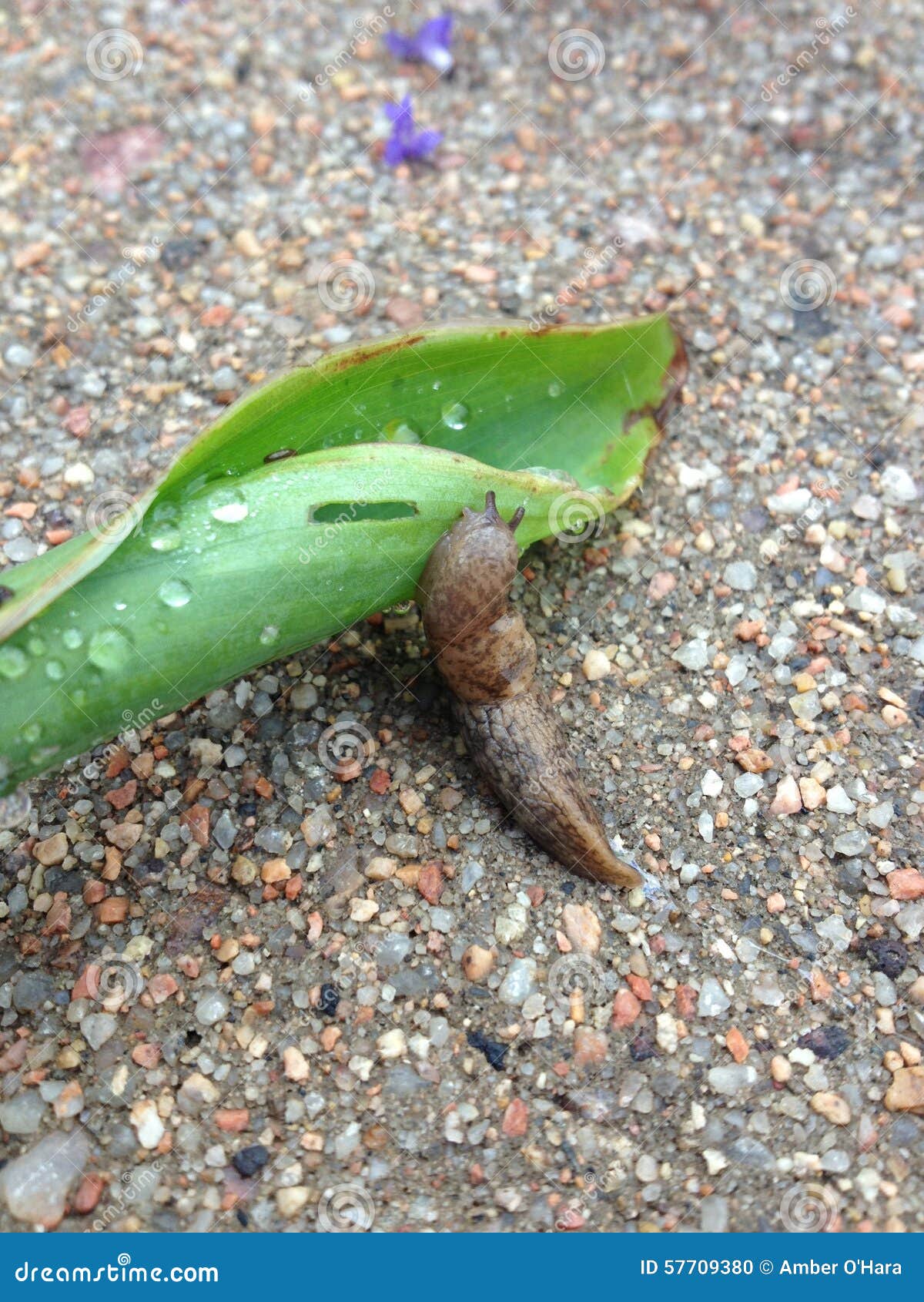 Slug crawl stock photo. Image of rainy, animals, slug - 57709380