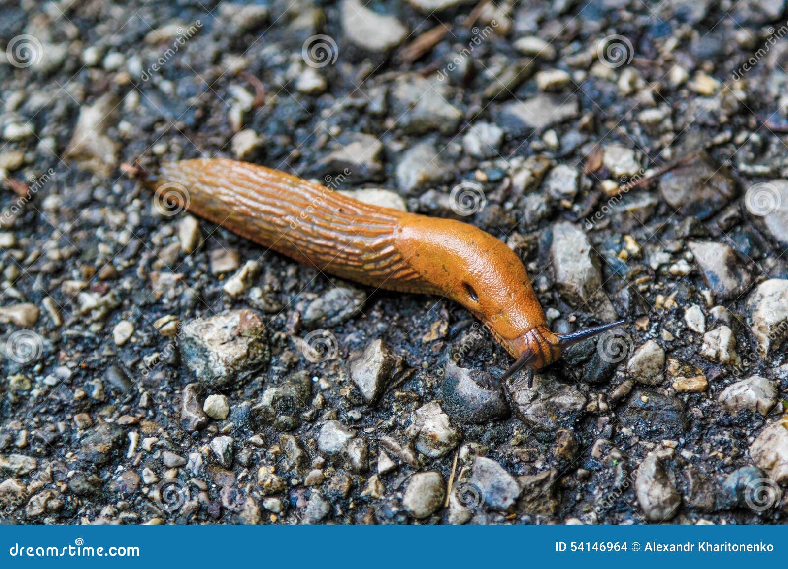 Slug. stock photo. Image of close, crawling, natural - 54146964