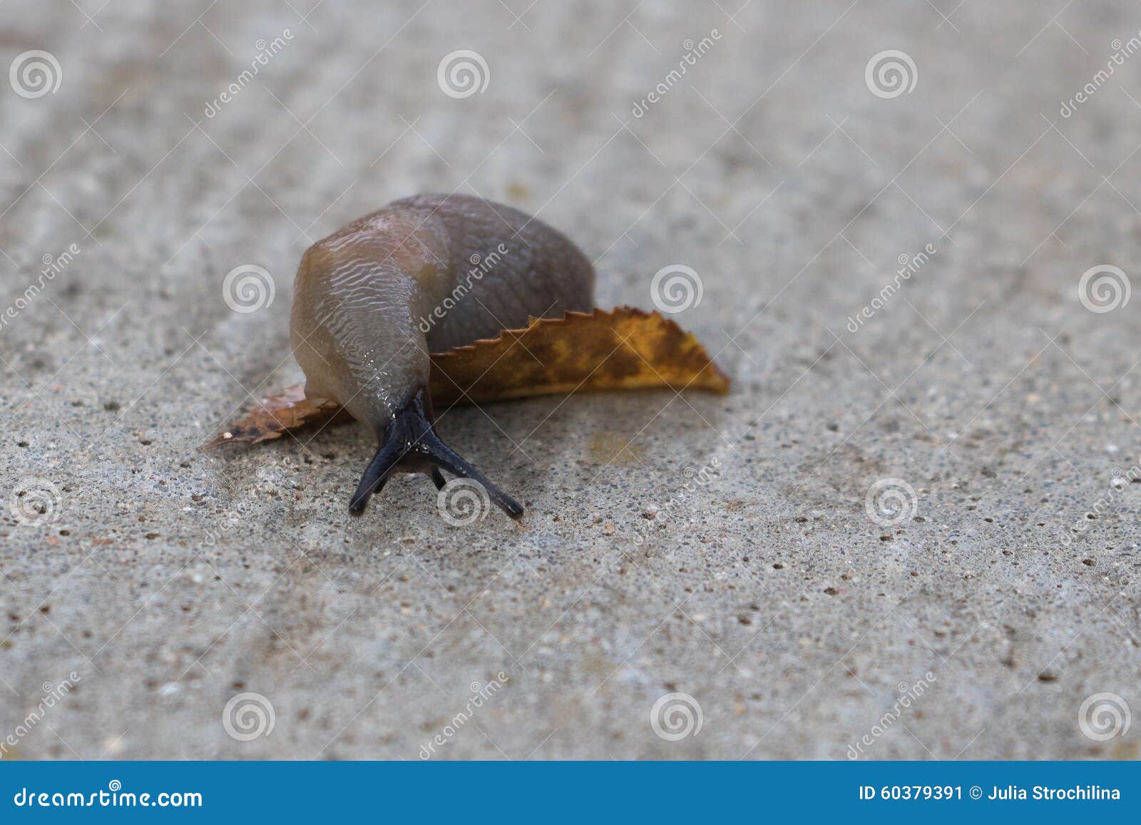 Slug stock image. Image of leaf, wavy, outdoors, small - 60379391