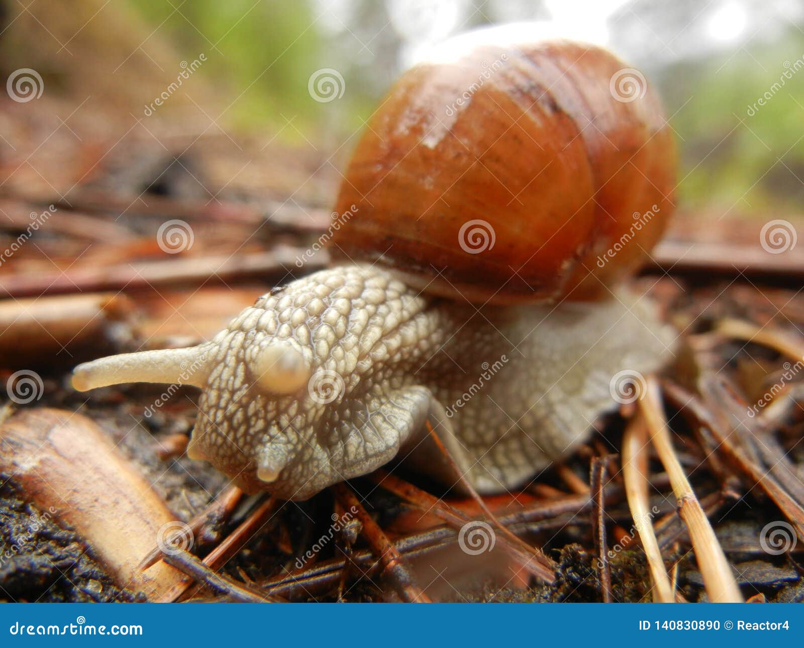 A Slug Crawling on the Ground Stock Photo - Image of shell, path: 140830890