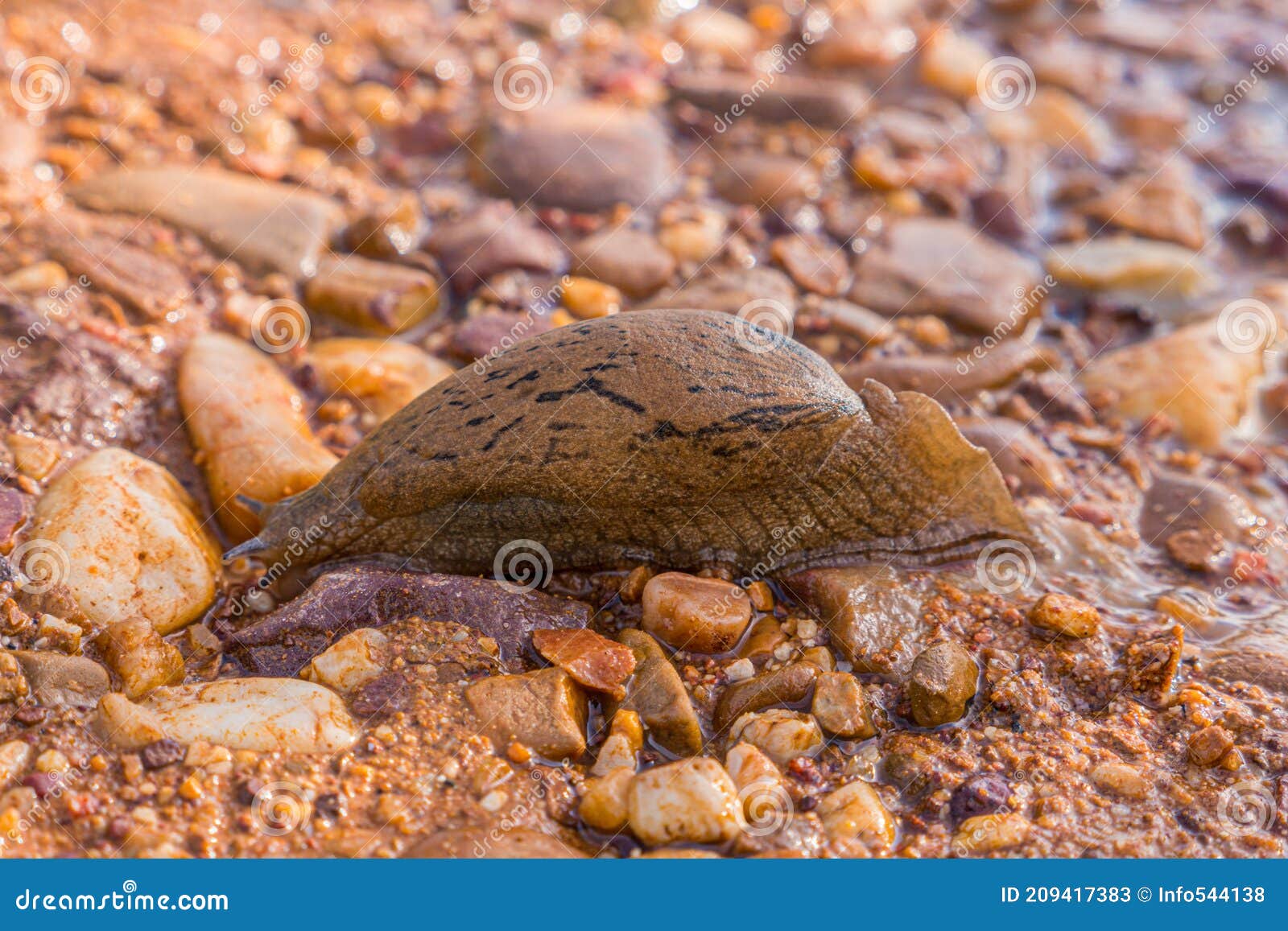 Slug Crawling in the Middle of a Path Near the Field Stock Image ...